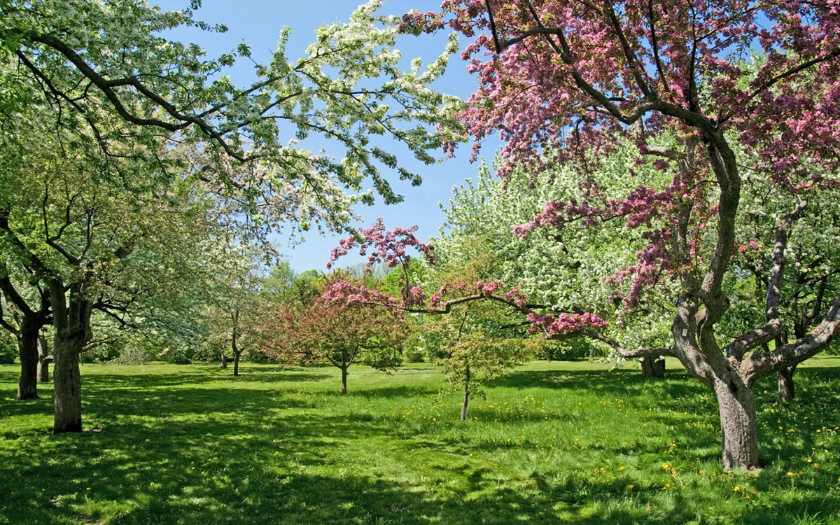 Spring | A101 Wiki | Fandom