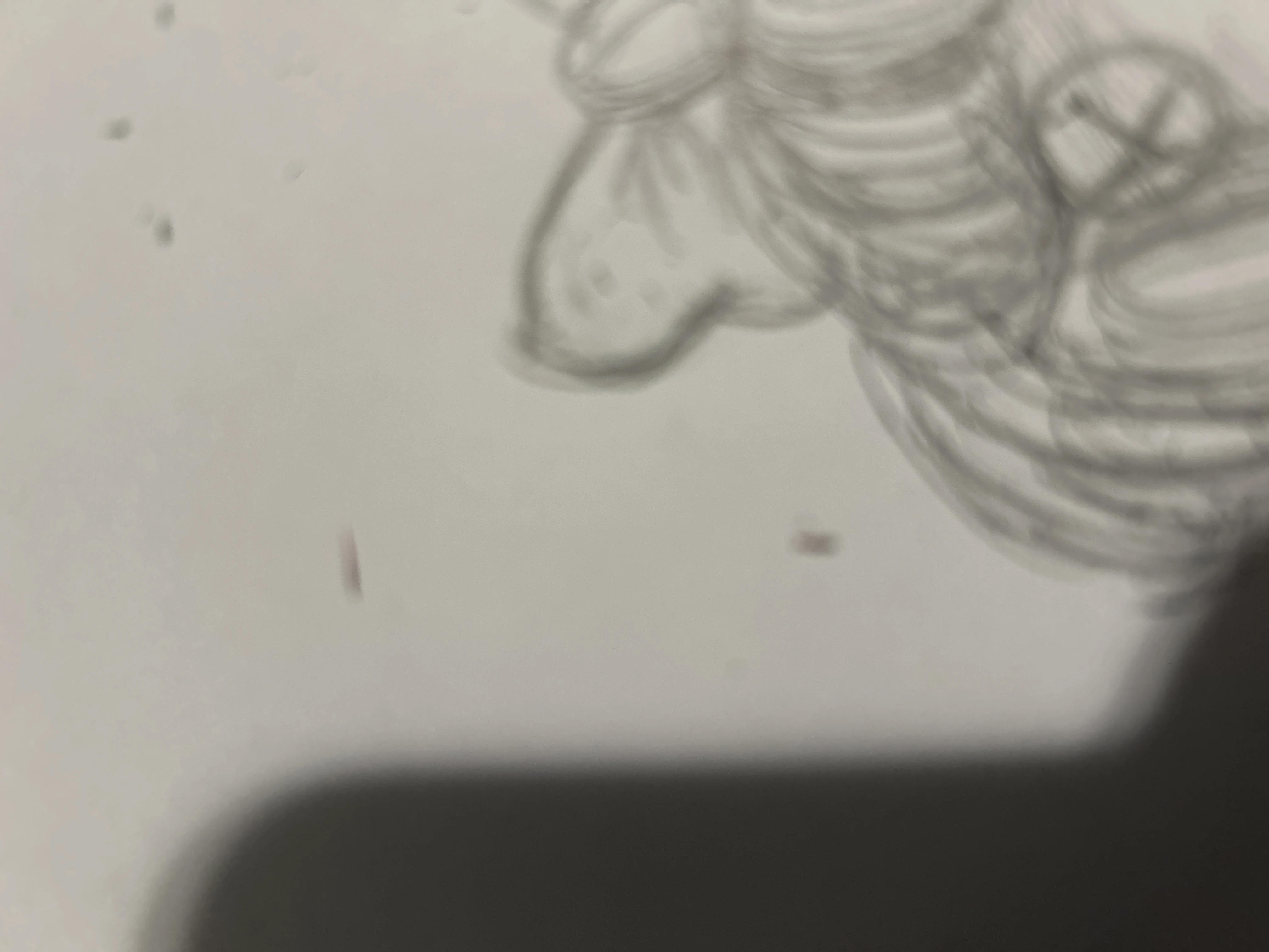 Sneak peek of the ragatha drawing | Fandom