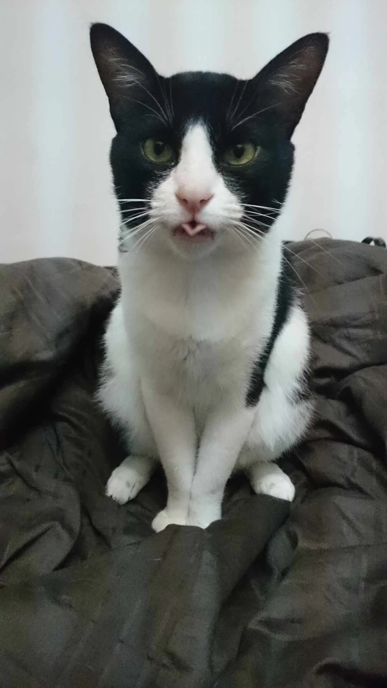 Hyacinth macaw value??? | Fandom