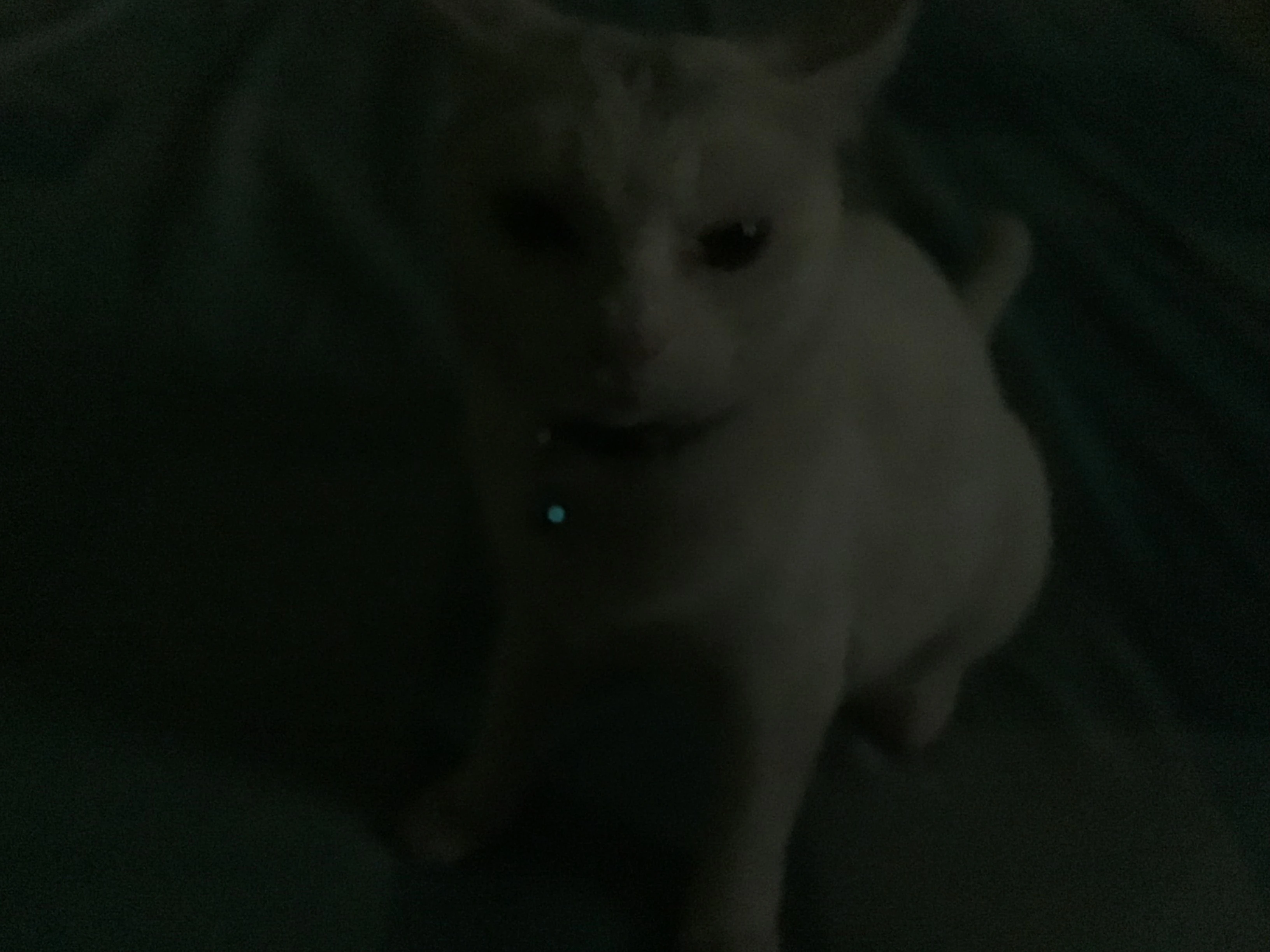 Daily Cat Image #722 | Fandom