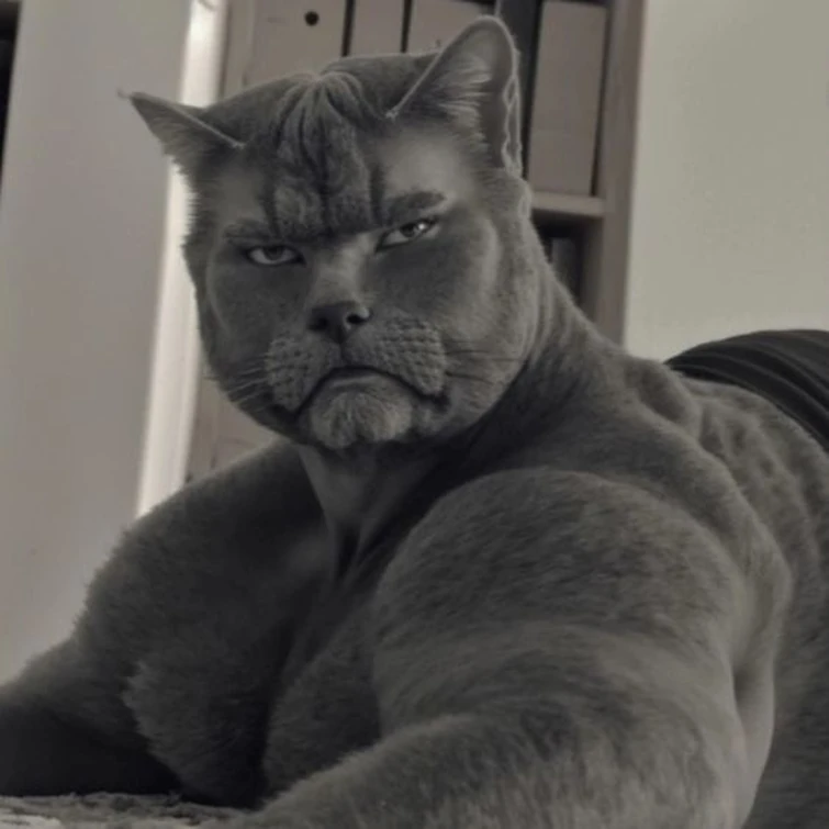 Y’all got any weird pics of cats i can use as my pfp? | Fandom