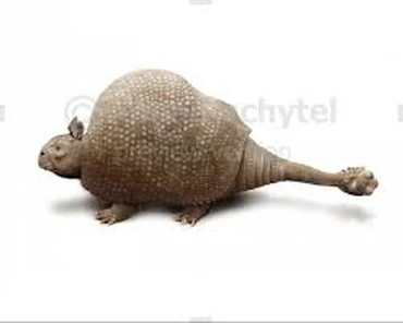 Discuss Everything About Dinopedia | Fandom