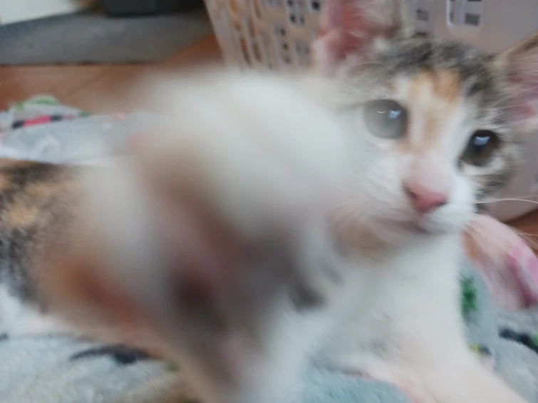 Cleo wants to say hello | Fandom