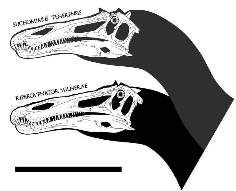 Damn, Riparovenator has a longer skull than Suchomimus?! 🫠 | Fandom