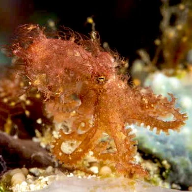 furry octopuses are real. | Fandom