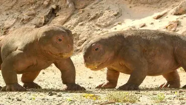 Bonus: Best PHP scene vs Best LOOP scene | Fandom