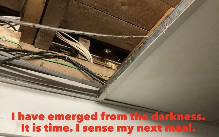 aussie possum meme but the little bubby is in my ceiling rn 💕💕 (normal ...