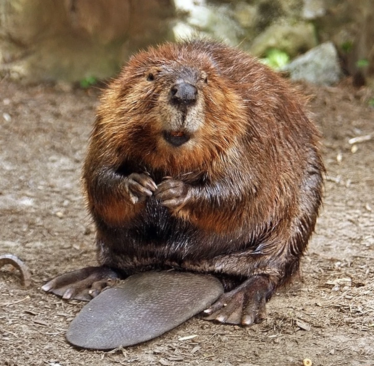 Beaver | Fandom