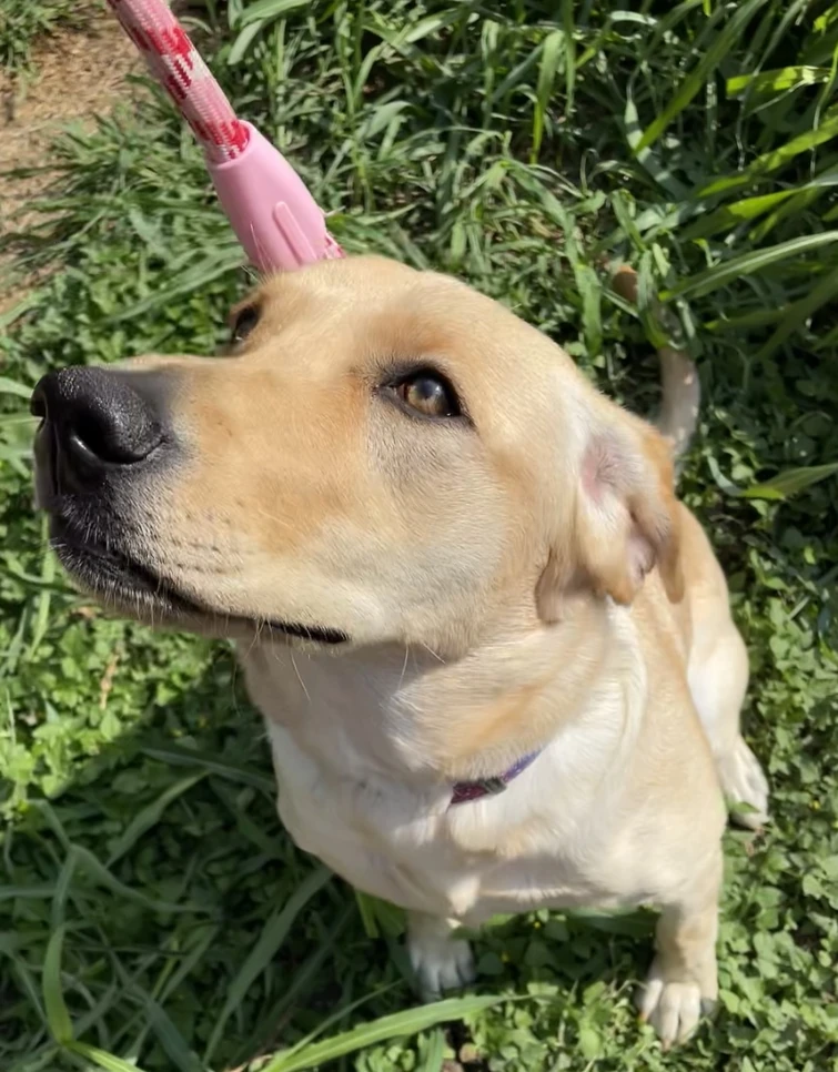 Do you guys wanna see a very good boi? | Fandom