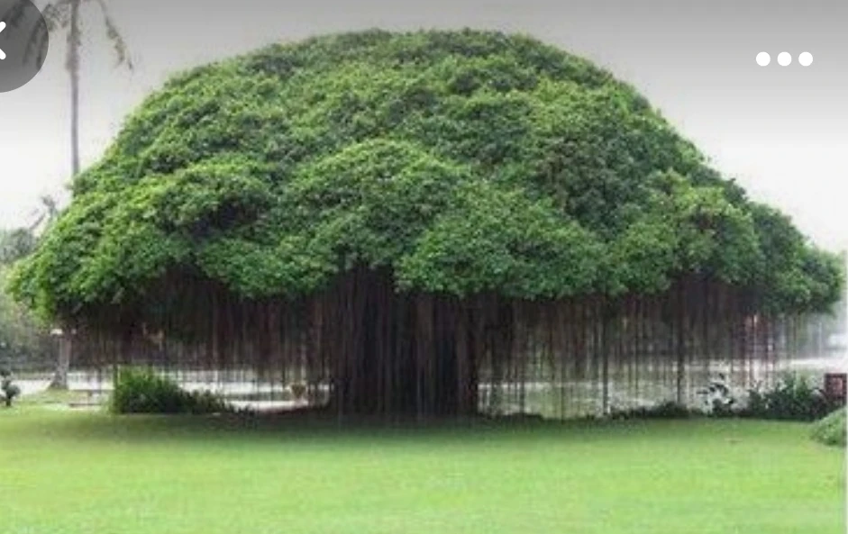 i can't believe I'm so excited over a tree | Fandom