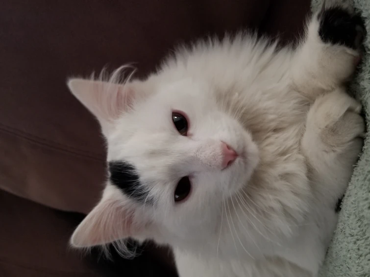 Sussy cat | Fandom