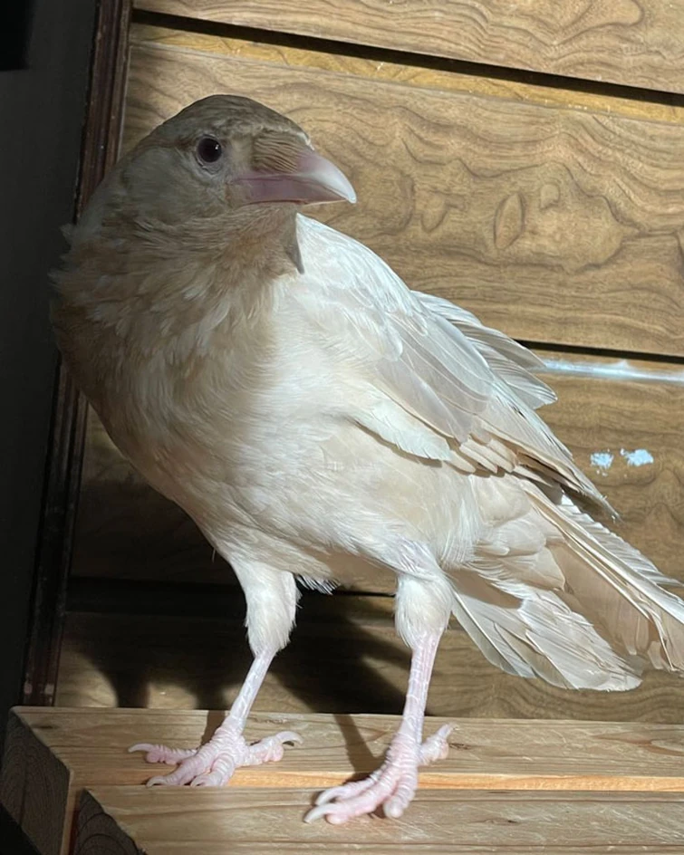 Discuss Everything About Dragon Adventures Wiki | Fandom