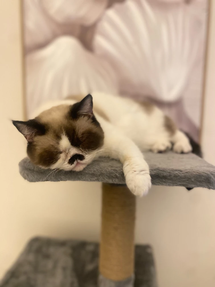 Good morning | Fandom