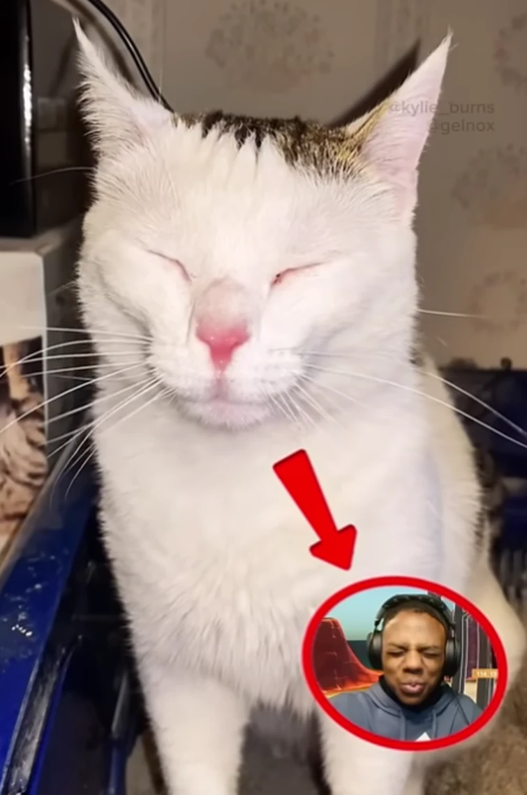 folk 😭😭🤣🤣😂😂😭😭😭😭😭😭 | Fandom