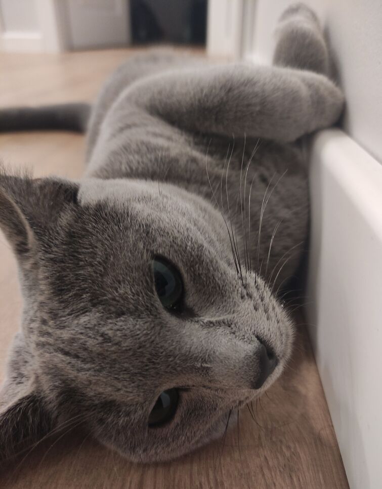 Discuss Everything About Cats Wiki | Fandom