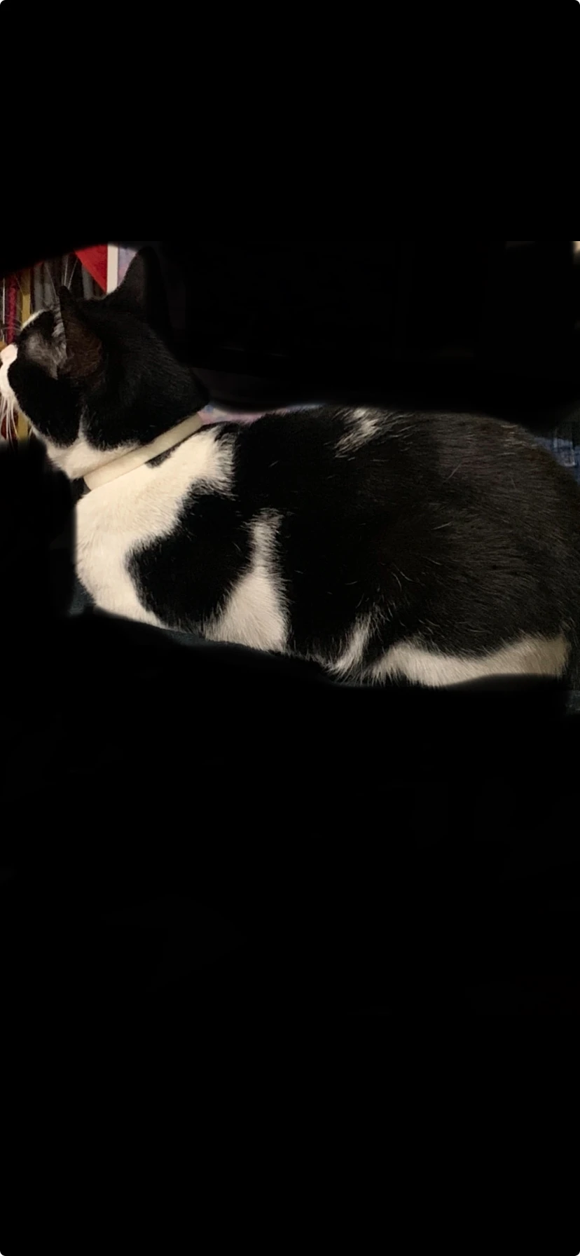 Heh, my cat | Fandom