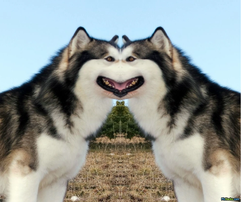 Doggle remastered | Fandom