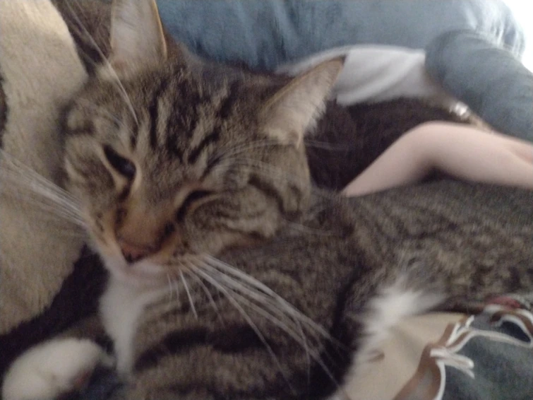 Sleepy wiki | Fandom