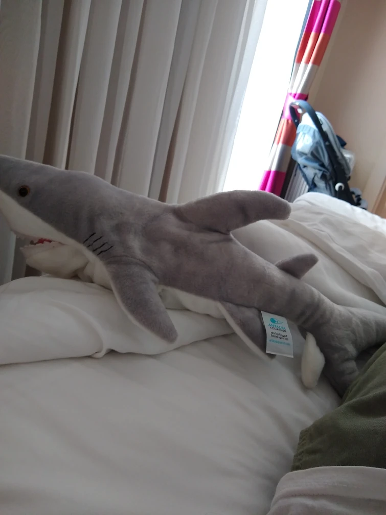 Plushie shark | Fandom