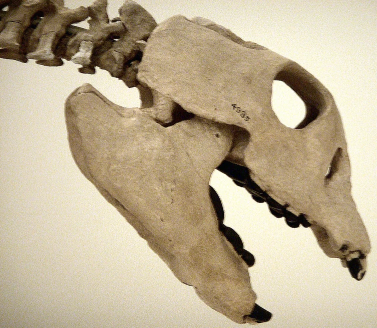 placodus gigas | Fandom