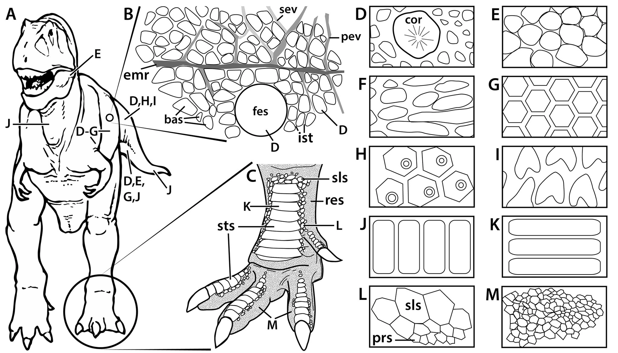 A new and important study on non-feather integument in dinosaurs! | Fandom