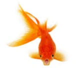 Funeral for my fish | Fandom