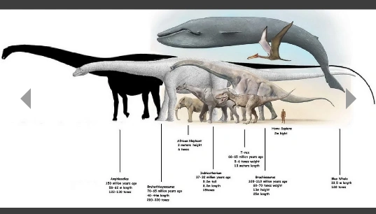 Amphicoelias is the biggest of all time. 200ft in size and 125ton in ...
