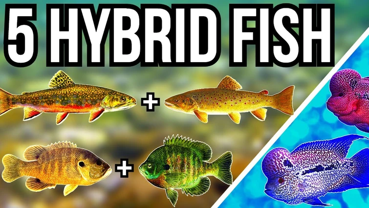Let's base new dragons on modern animal hybrids: | Fandom