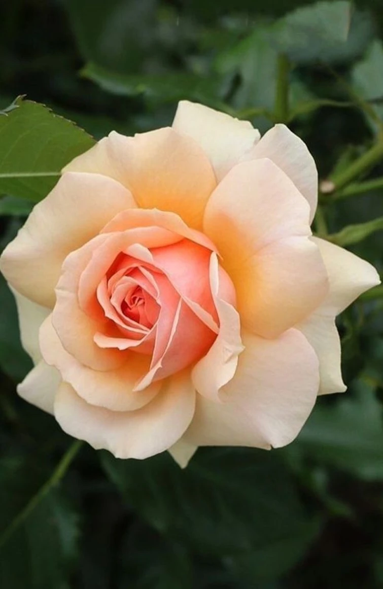 Discuss Everything About Adopt Me! Wiki | Fandom