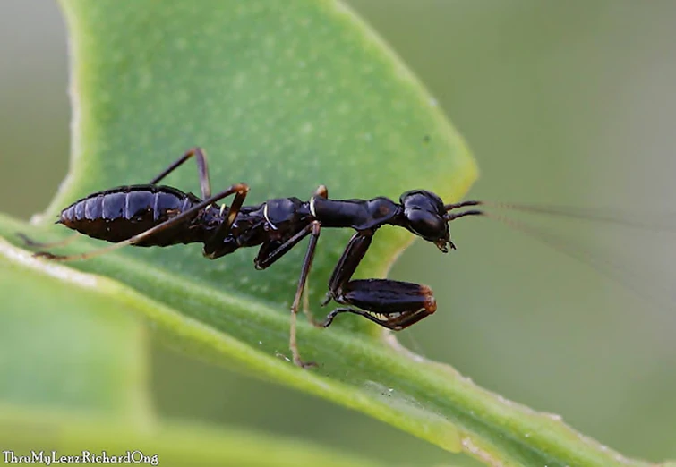 asian ant mantis | Fandom