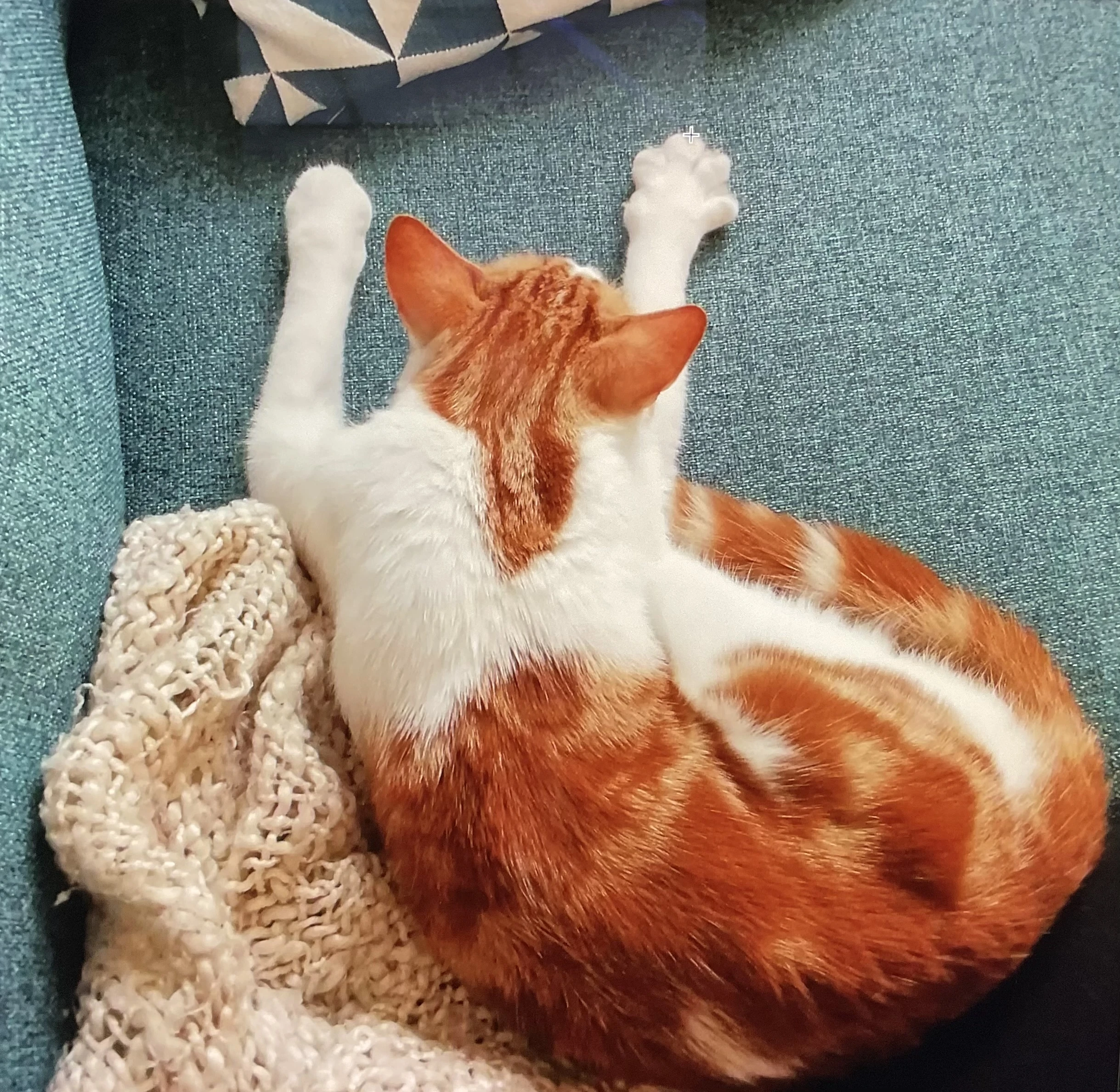 Daily Dose Of Peanut | Fandom