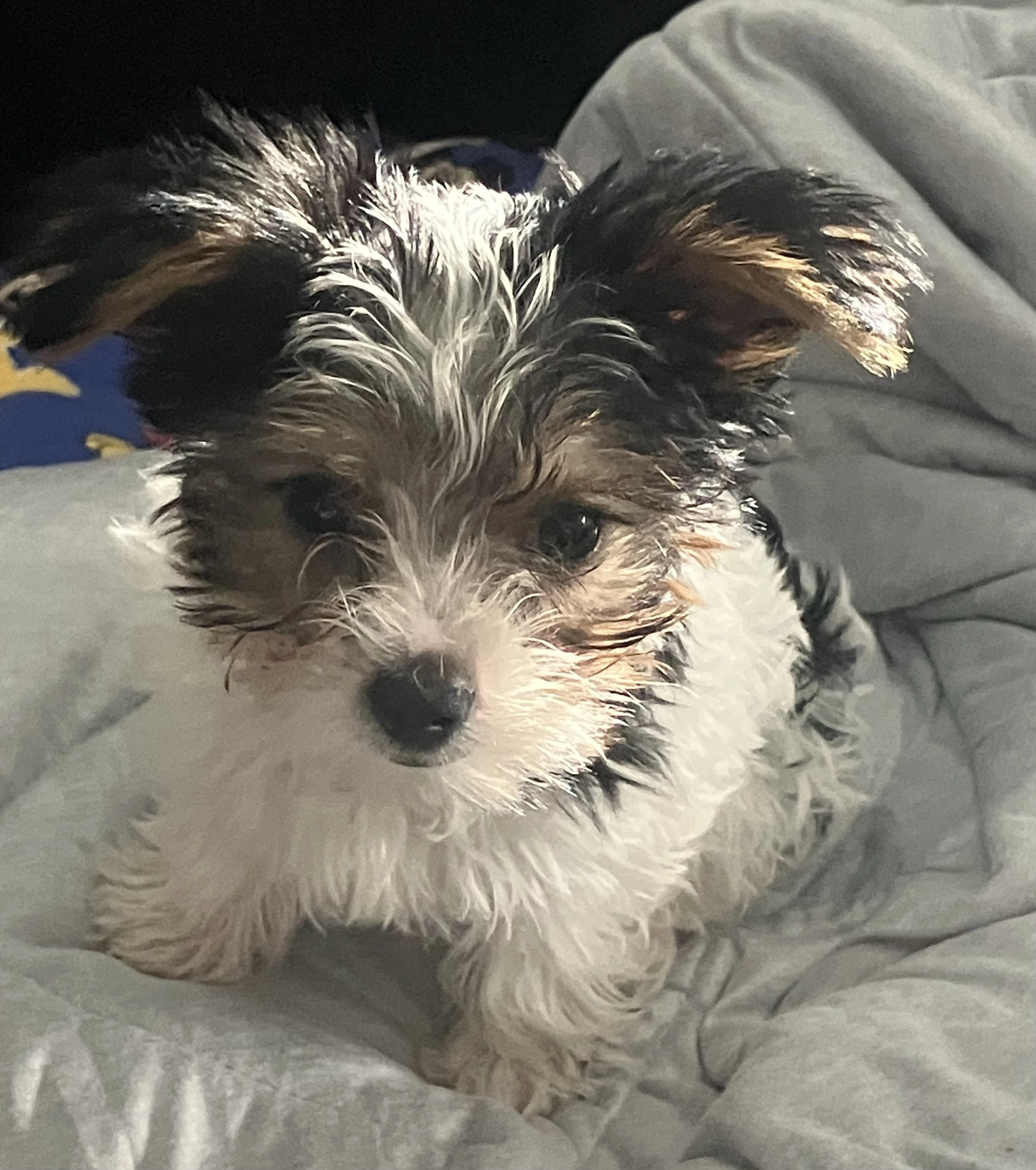 PUPPY | Fandom
