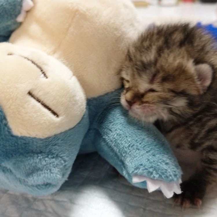 GUYS IM ALMOST AT 4K POSTS | Fandom