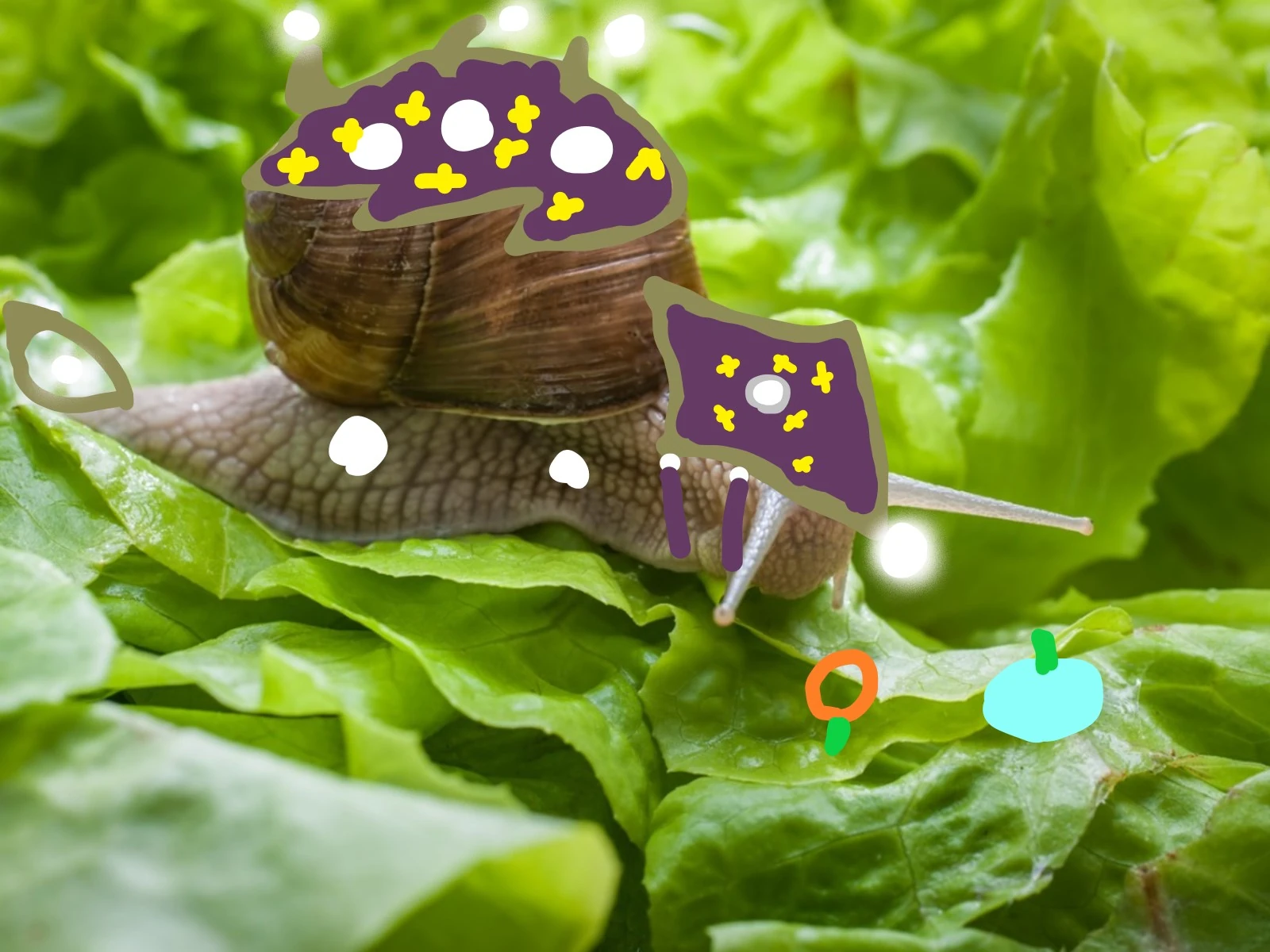 amolis snail | Fandom