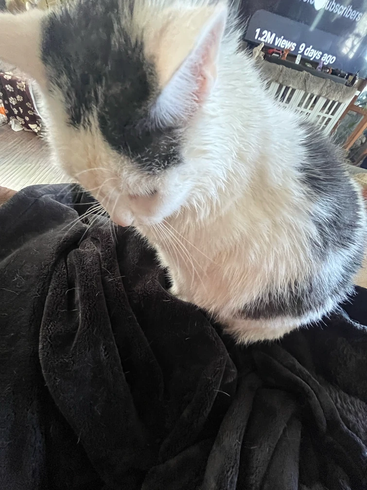 I gave my cat a bath and now she looks like a drowned rat | Fandom