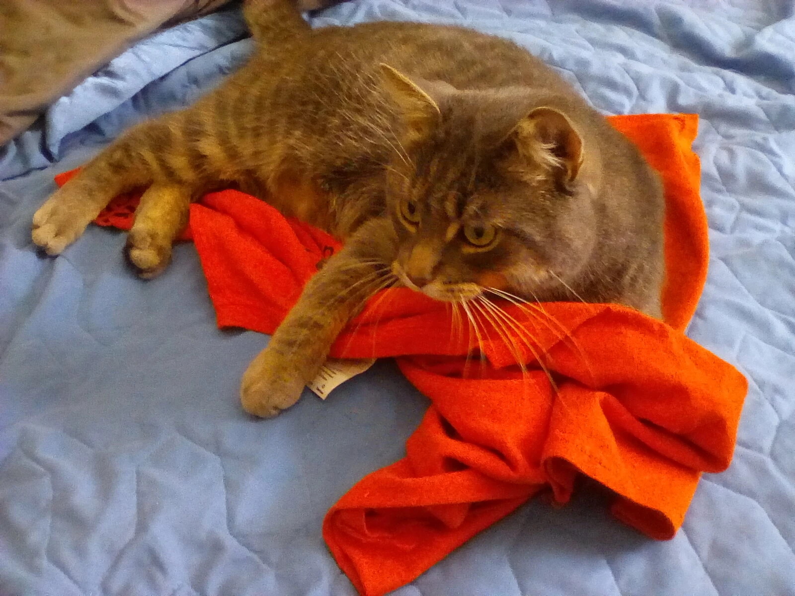 Daily Cat Image #414 | Fandom