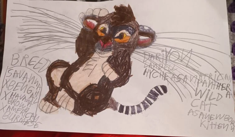 Me(Dariyon Hyche) As a Savannah X Bengal x Havana Brown x American ...