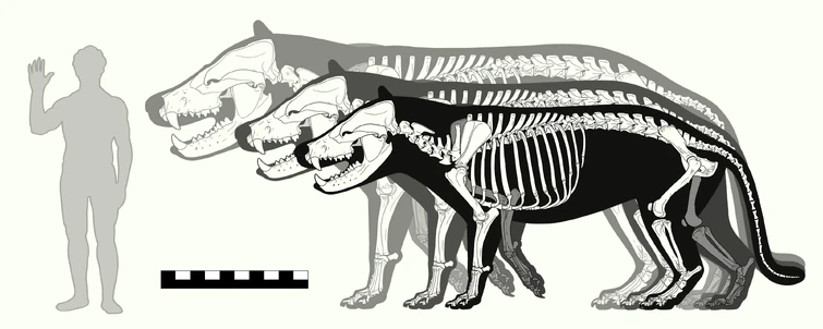Megistotherium osteothlastes skeletal reconstruction by Dan Folkes | Fandom