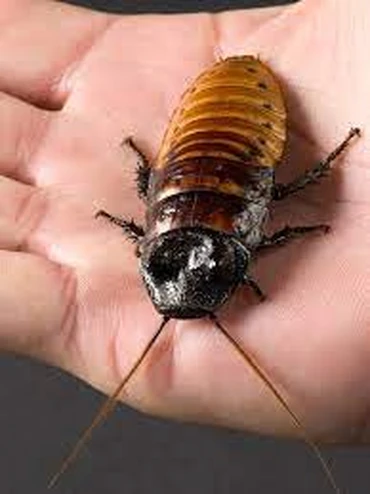 Discuss Everything About Pilgrammed Wiki | Fandom