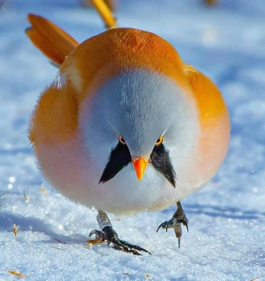 Bearded Reedling is the roundest bird | Fandom