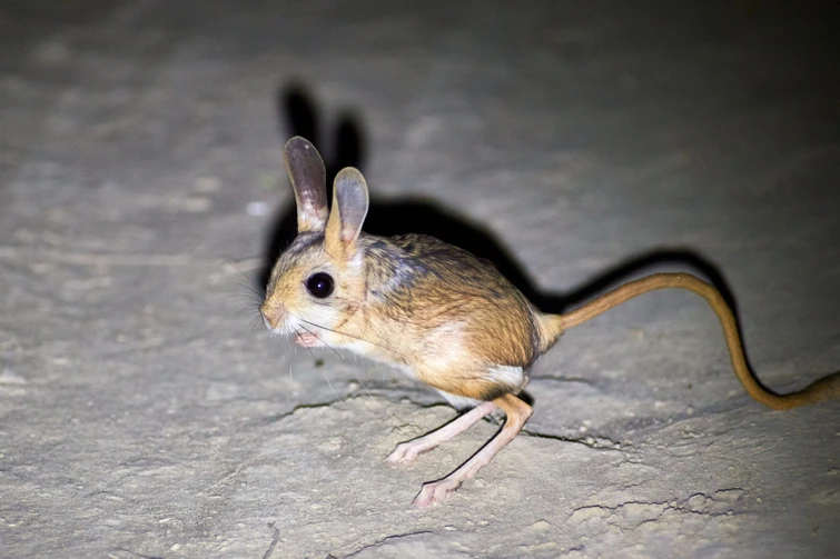 Everytime I was reading Jerboa and Jerboa III in the book I couldn’t ...