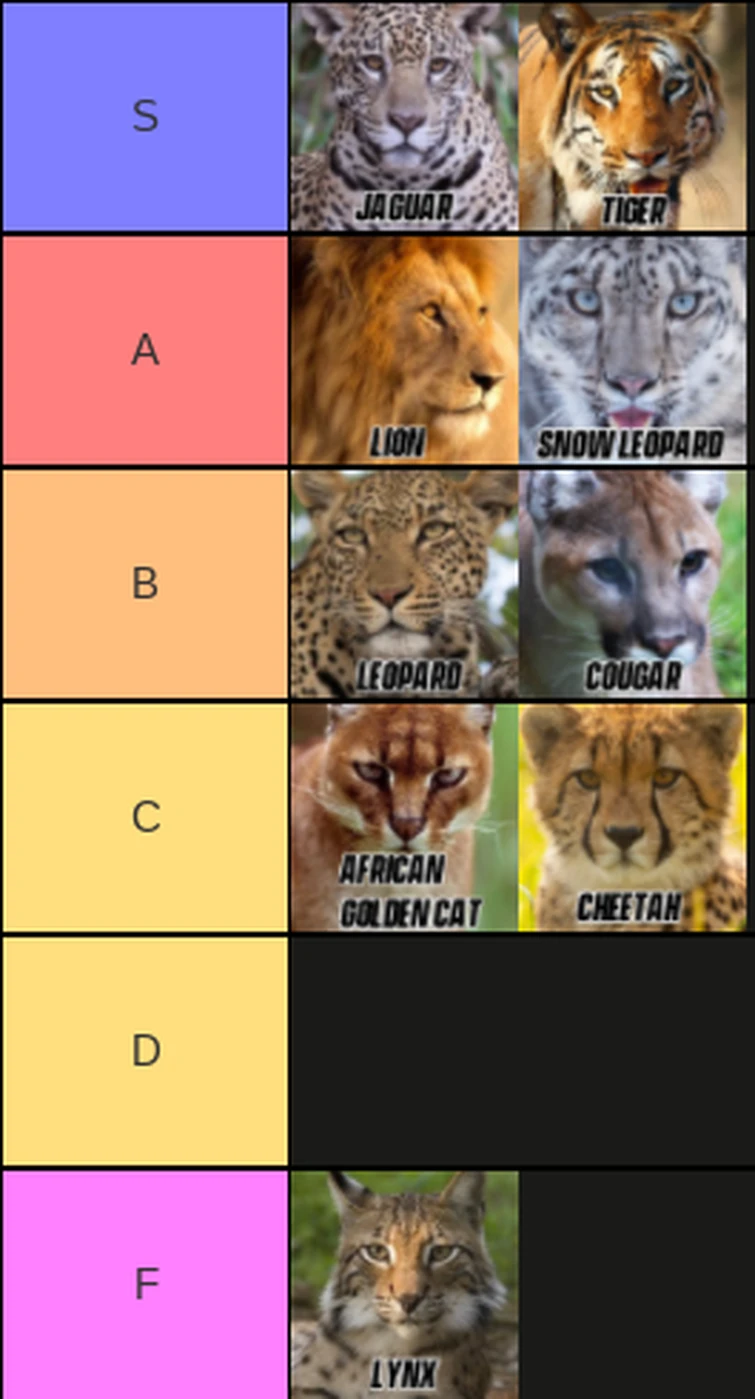 wild cat tier list based on how good they are | Fandom