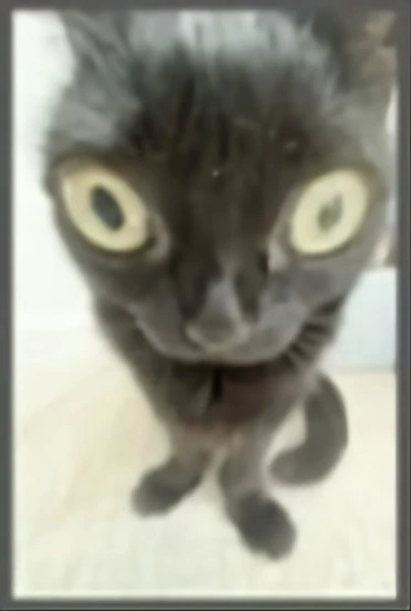 chat, uh, insert a cool title here or smth | Fandom