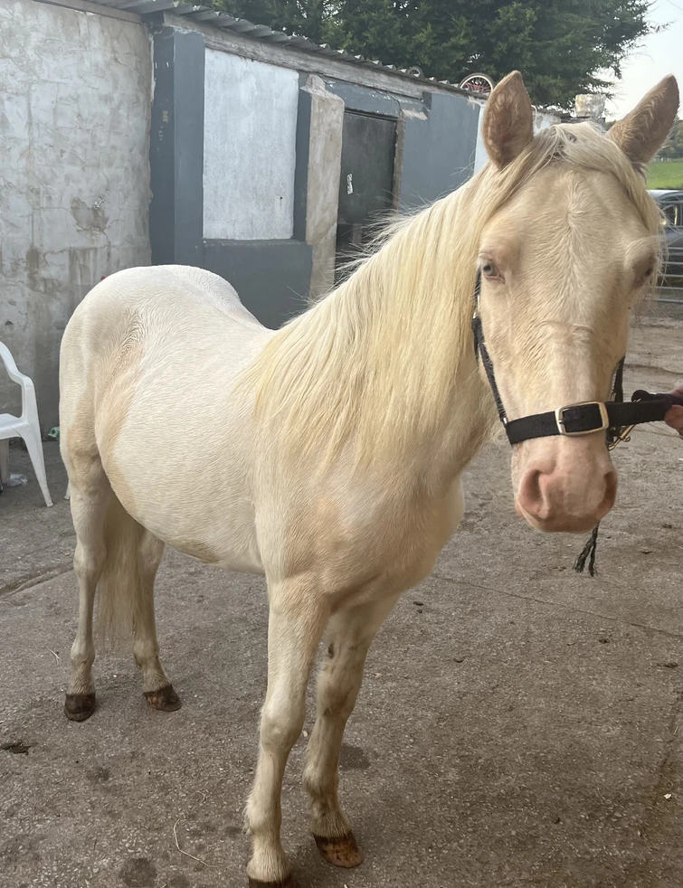 irl horses | Fandom