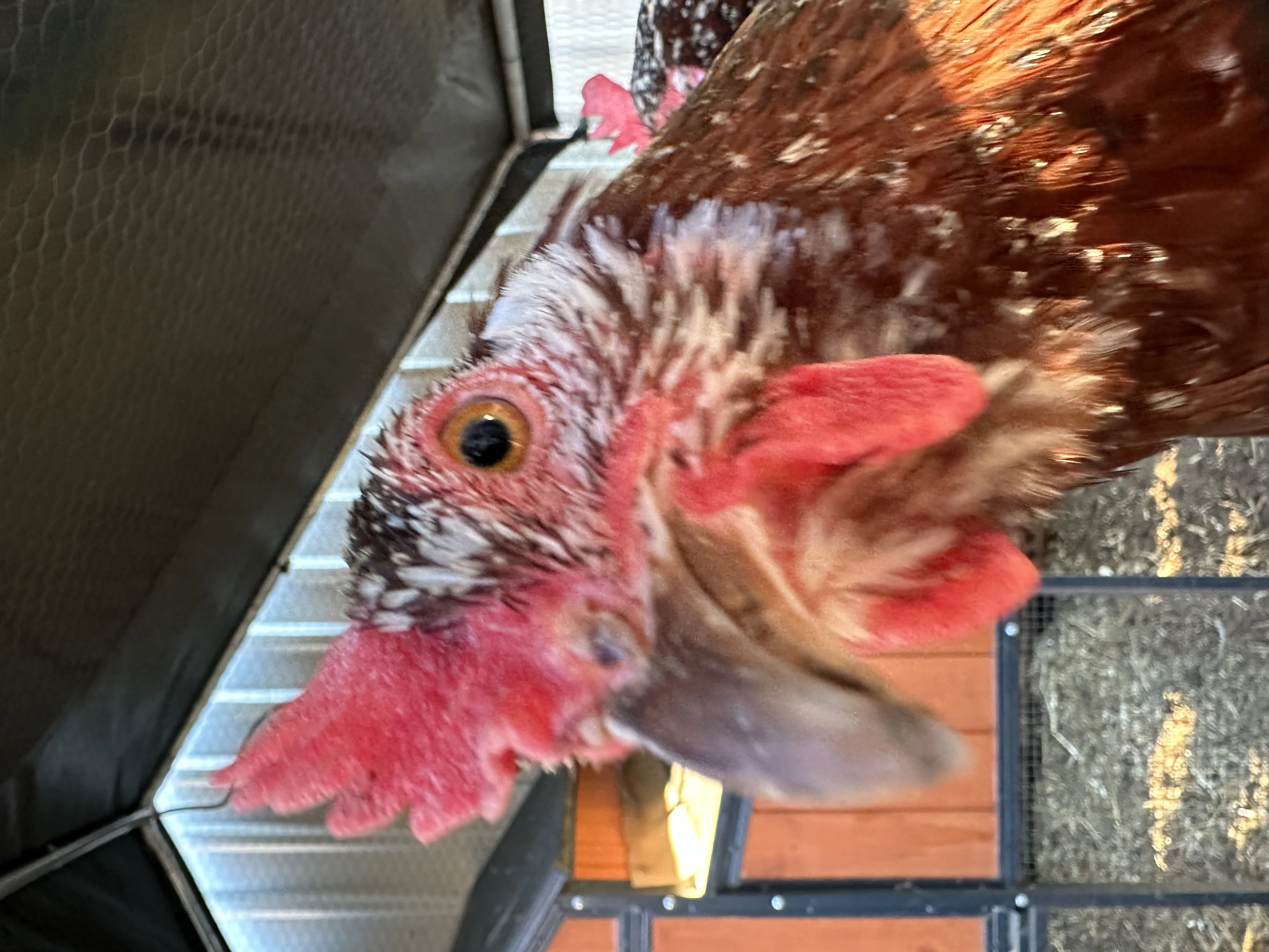 “Mucka Blucka” | Fandom