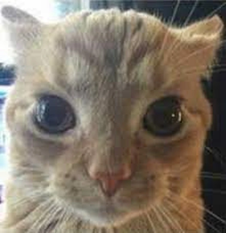 instead of wasting time being productive, post funny goofy cats! | Fandom