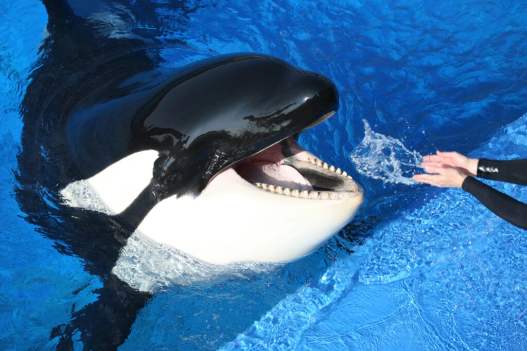 OOOD - 3/21/23 | Fandom