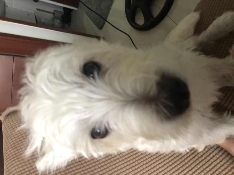 Discuss Everything About Roblox Break In Wiki | Fandom