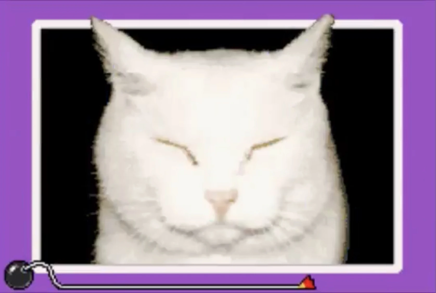 Does anyone know where this cat comes from? Who’s cat is this? | Fandom