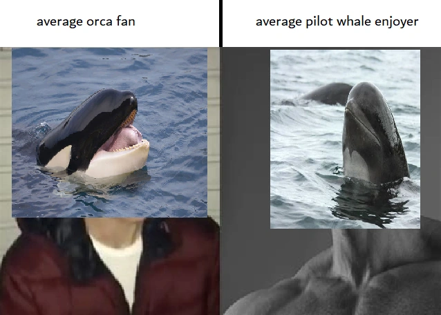 average orca fan VS average pilot whale enjoyer | Fandom